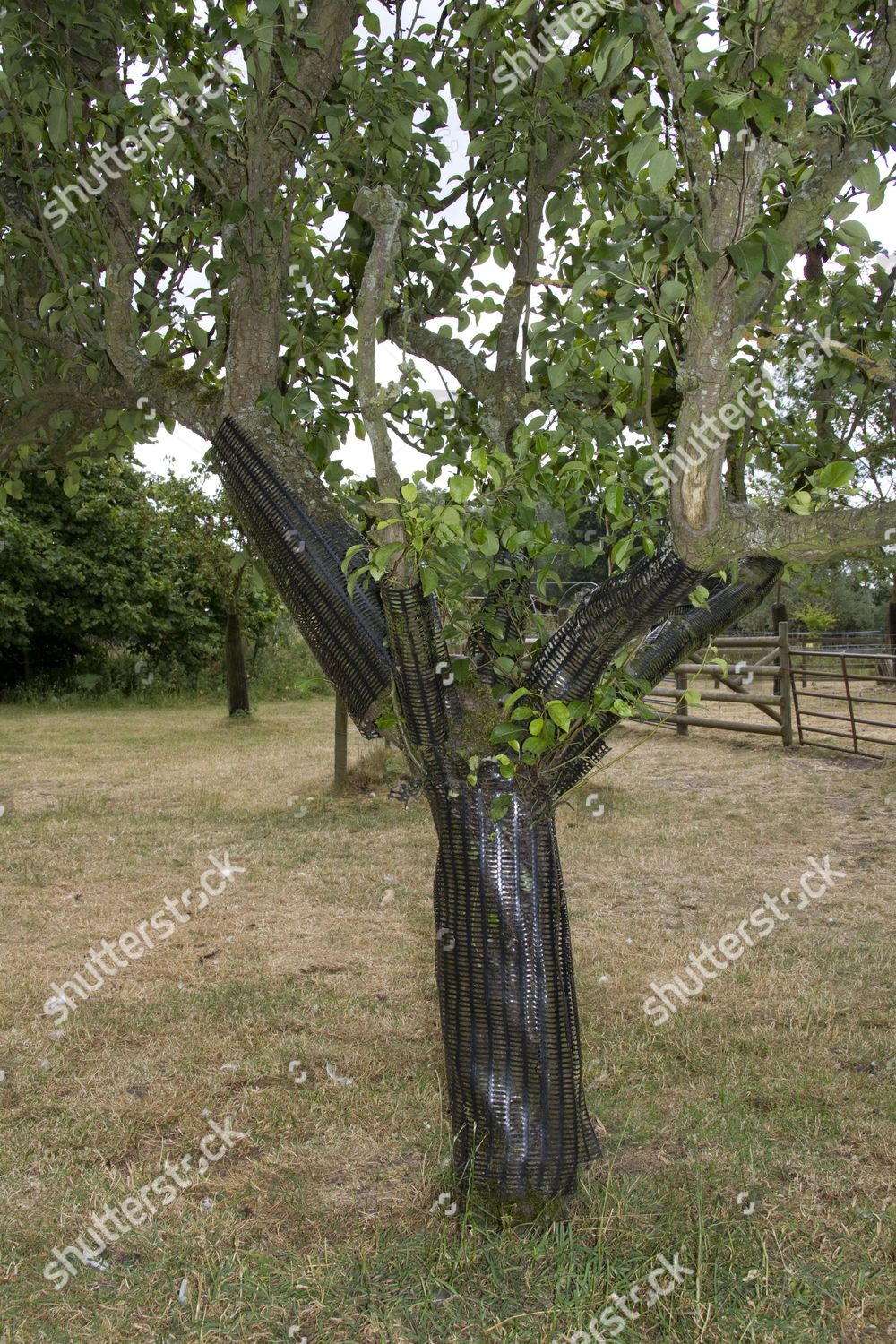 Apple Tree Protection Covers Stop Animal Editorial Stock Photo - Stock ...