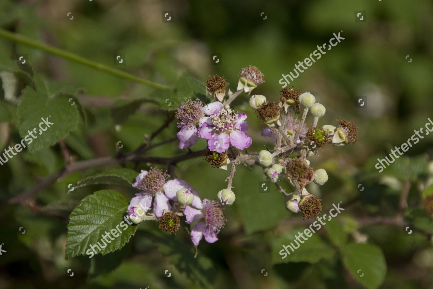 Bramble Blackberry Flowers Young Budding Fruits Editorial Stock Photo ...