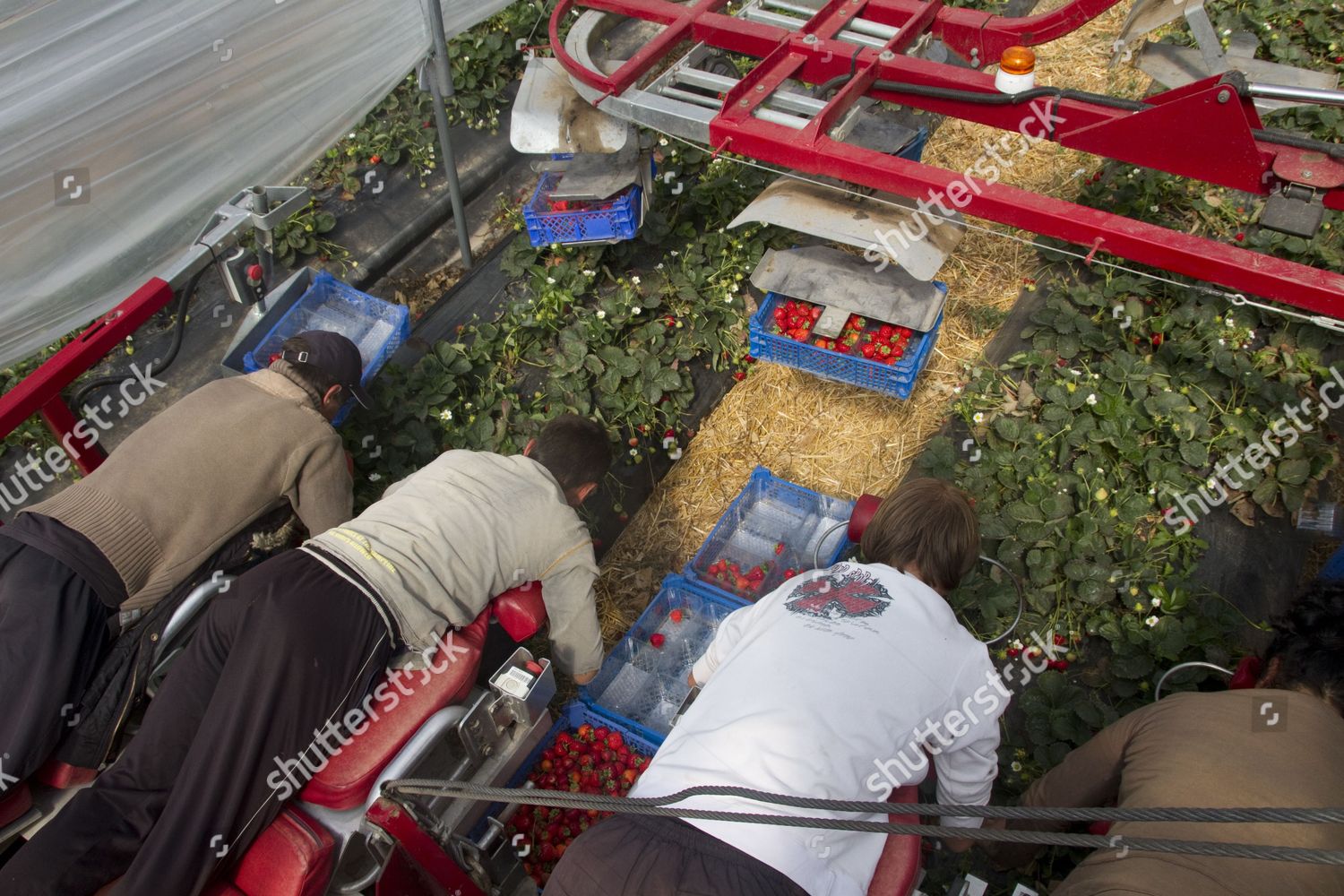 Mechanised Strawberry Picker 10 People Picking Editorial Stock Photo ...