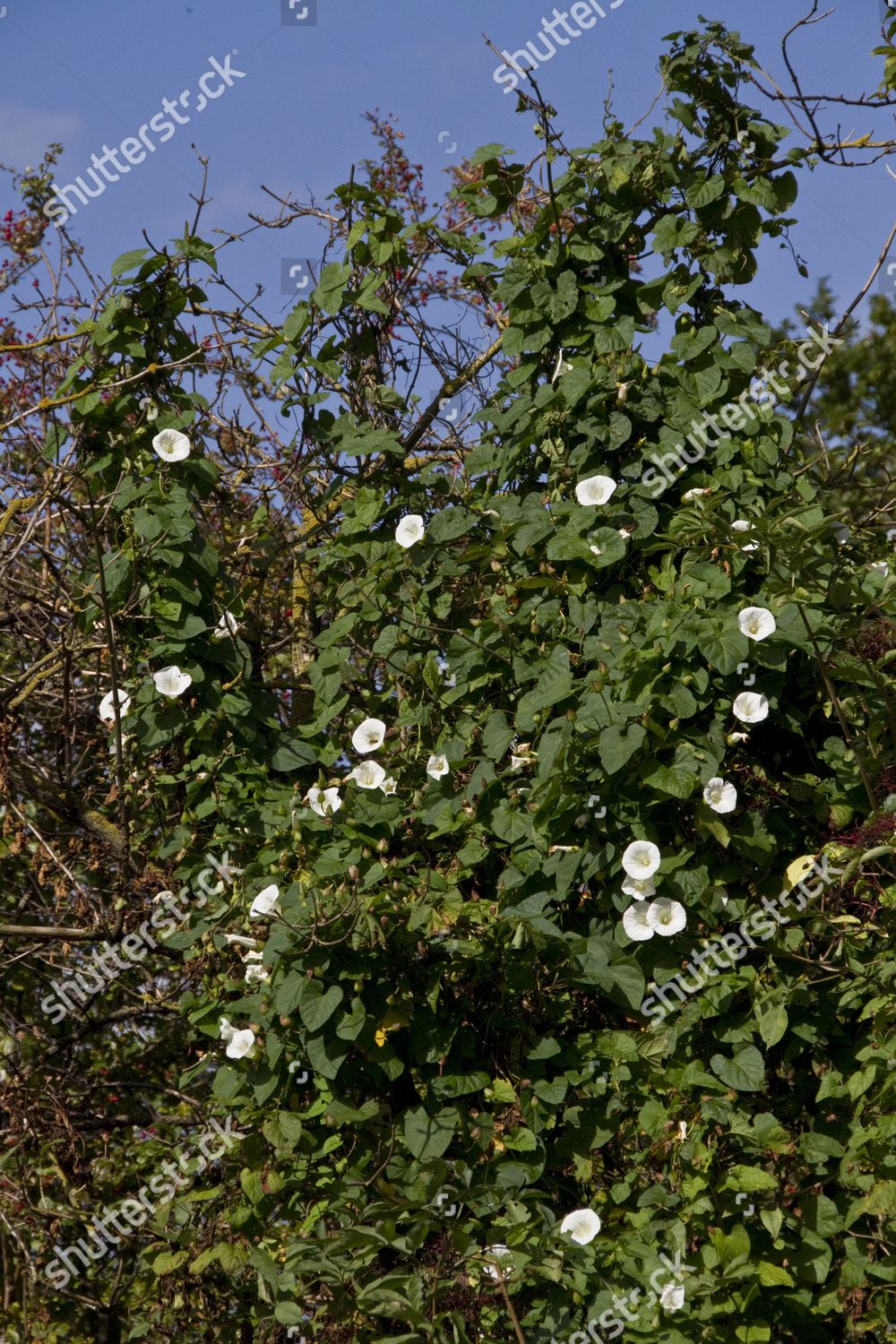 Hedge Bindweed Flower Editorial Stock Photo - Stock Image | Shutterstock
