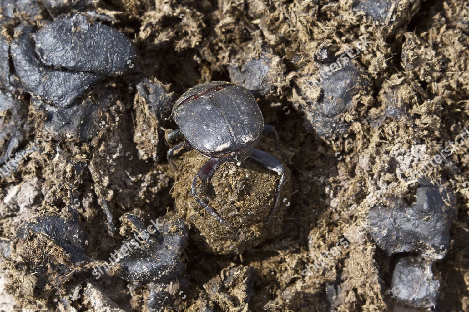 Dung Beetle Making Dung Ball Roll Editorial Stock Photo - Stock Image ...