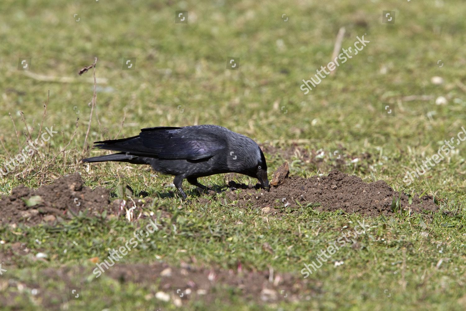 Jackdaw Probing Food Earth Disturbed By Editorial Stock Photo - Stock ...