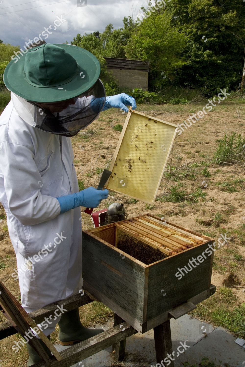 Examining New Wax Foundation Frame Brood Editorial Stock Photo - Stock ...