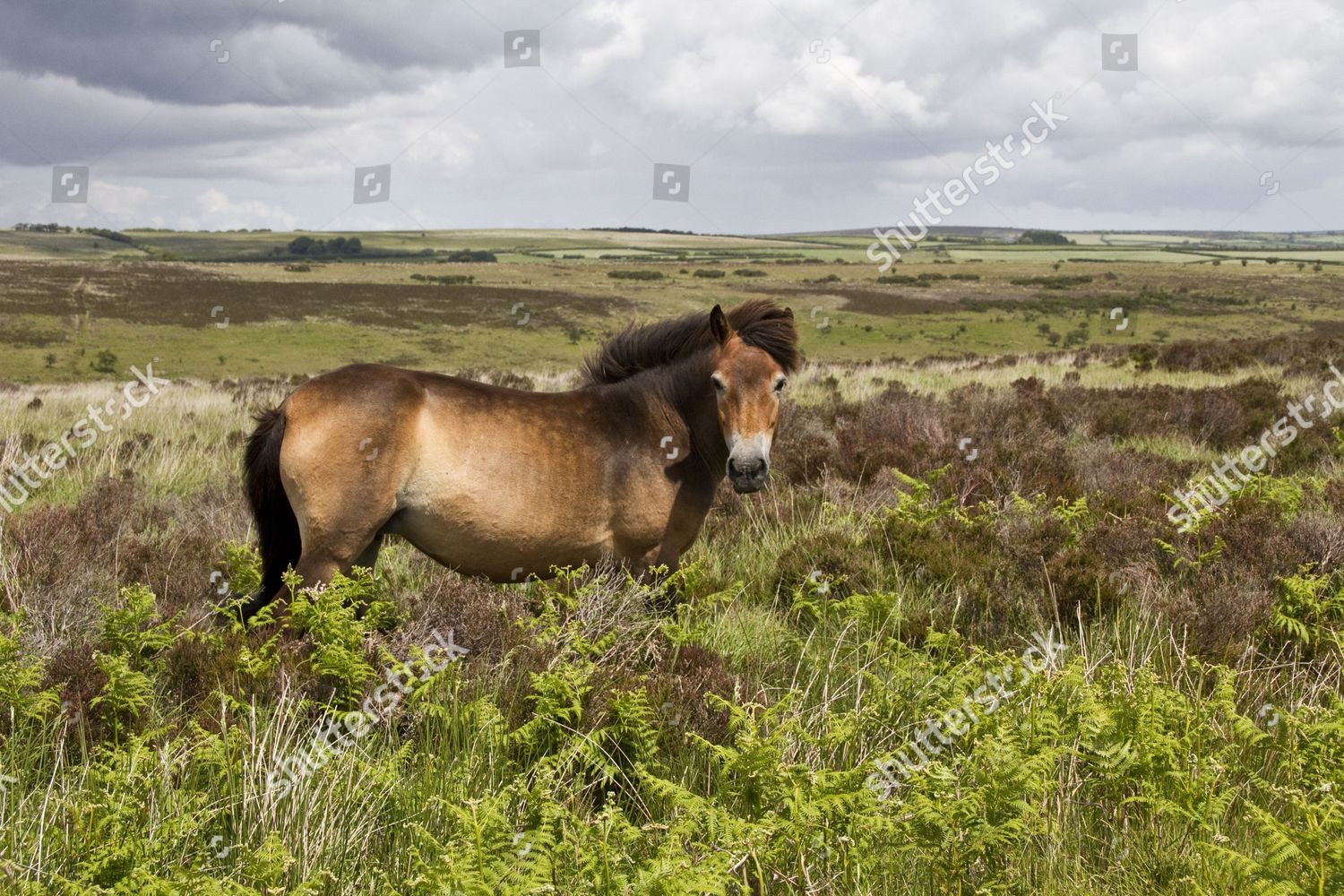 Exmoor Pony Horse Breed Native British Editorial Stock Photo - Stock ...