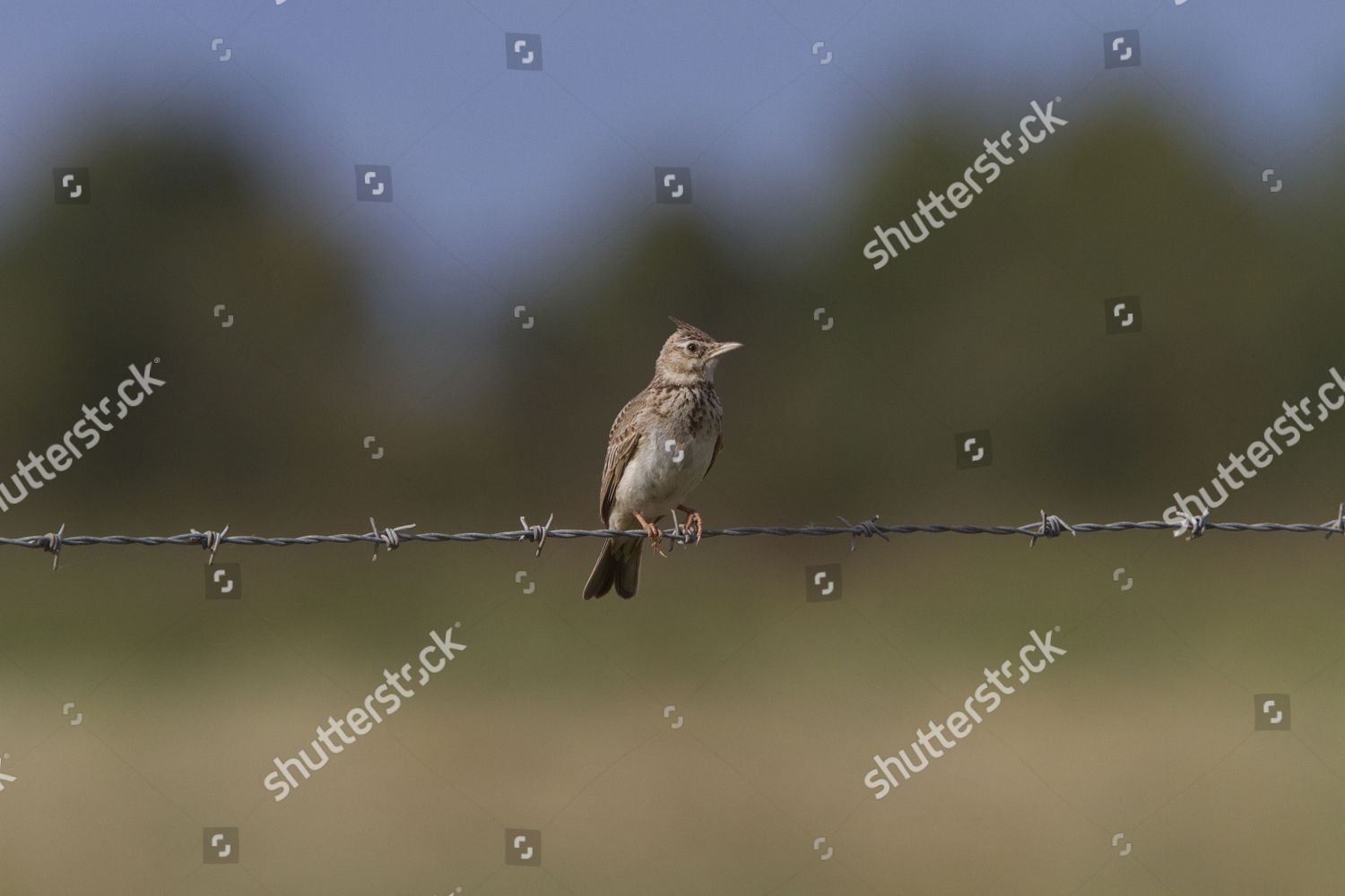 Crested Lark On Wire Fence Coto Editorial Stock Photo - Stock Image ...