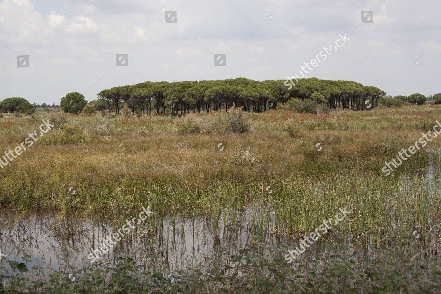 Marsh Boggy Habitat Coto Donana Some Editorial Stock Photo - Stock ...