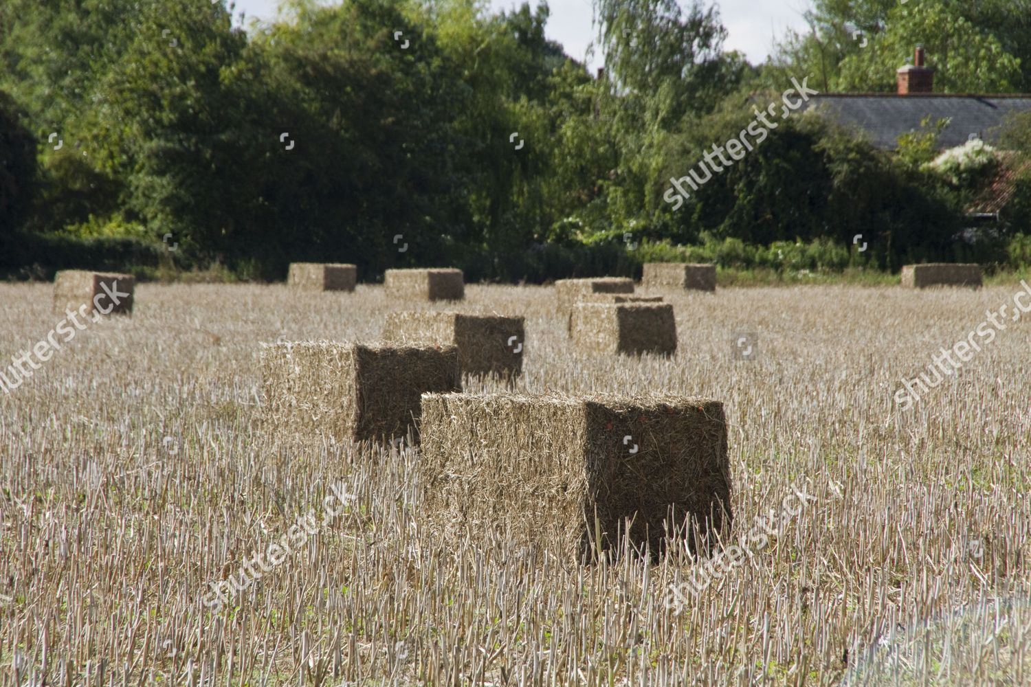Oilseed Rape Straw Bales Editorial Stock Photo - Stock Image | Shutterstock