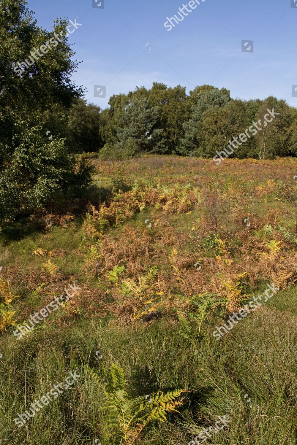 Autumn View Blaxhall Heath Common Tunstall Editorial Stock Photo ...