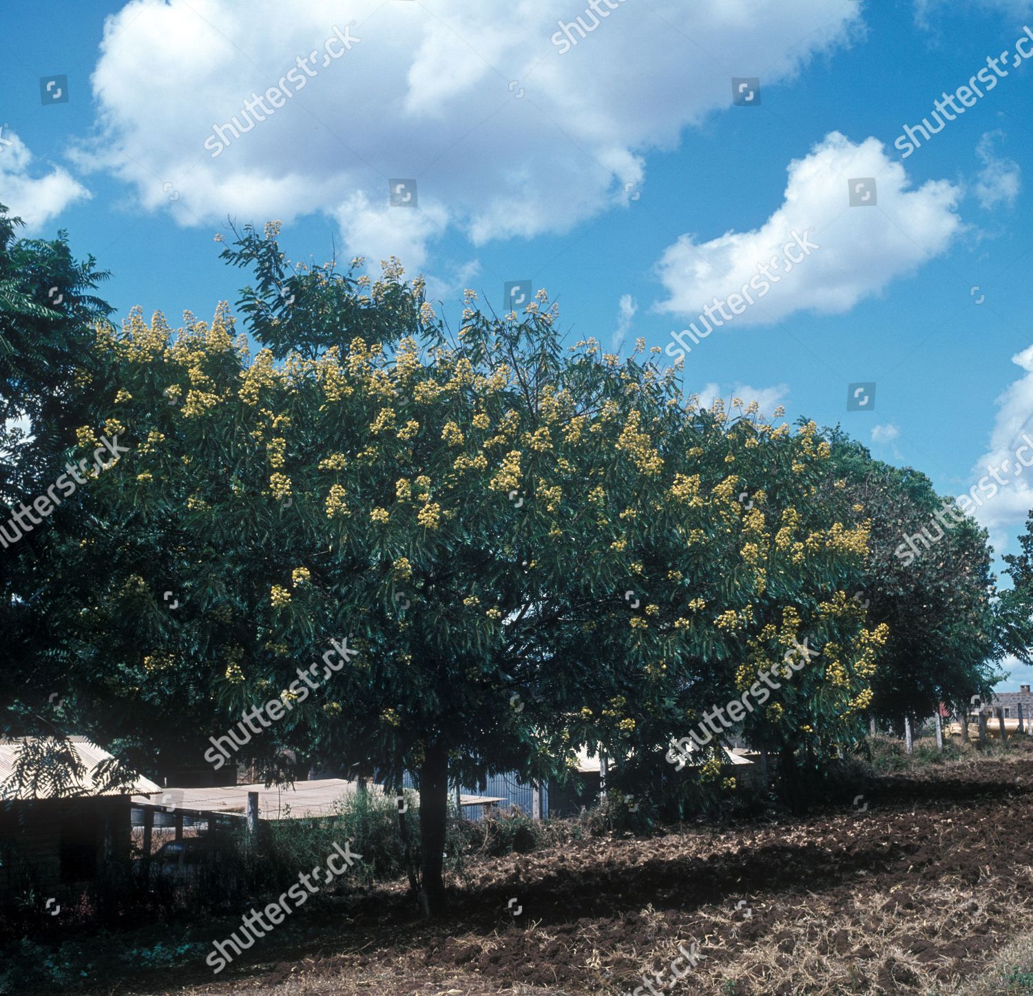 Senna Spectabilis Plant Species Legume Family Editorial Stock Photo ...