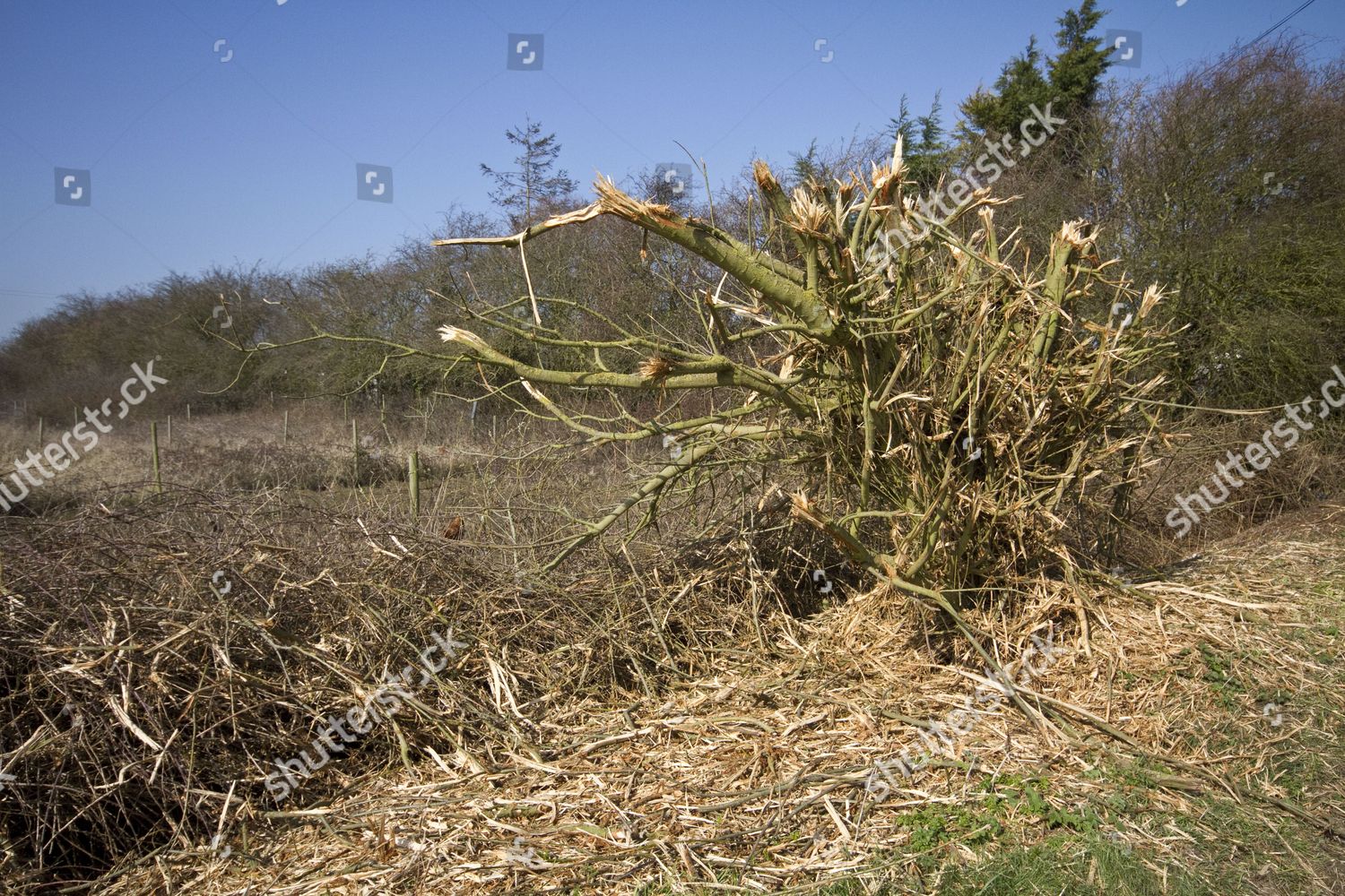 Very Badly Flailed Hedge Has Done Editorial Stock Photo - Stock Image ...