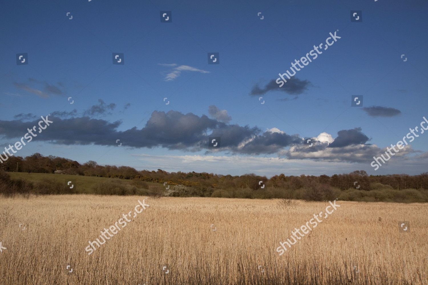 Looking Island Mere Hide Rspb Minsmere Editorial Stock Photo - Stock ...