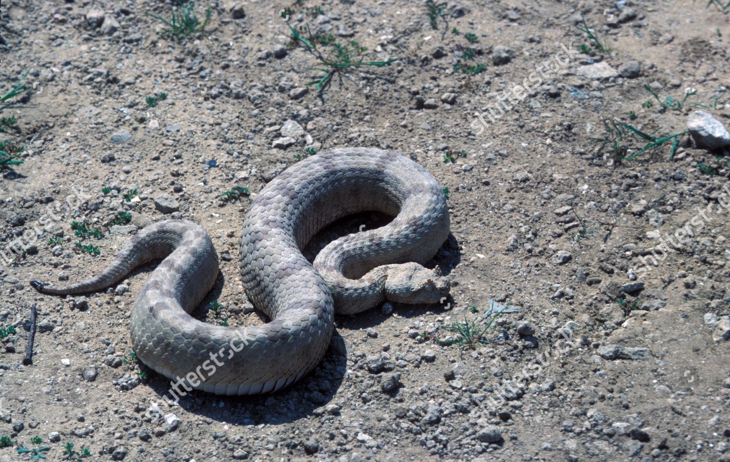 Fields Horned Viper Pseudocerastes Persicus Fieldi Editorial Stock ...