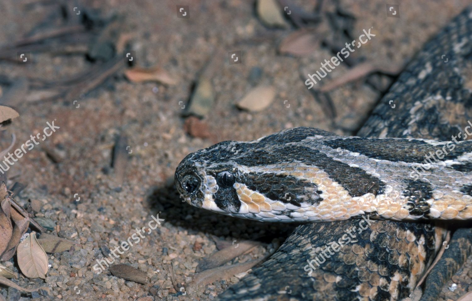 Immature Palestine Viper Editorial Stock Photo - Stock Image | Shutterstock