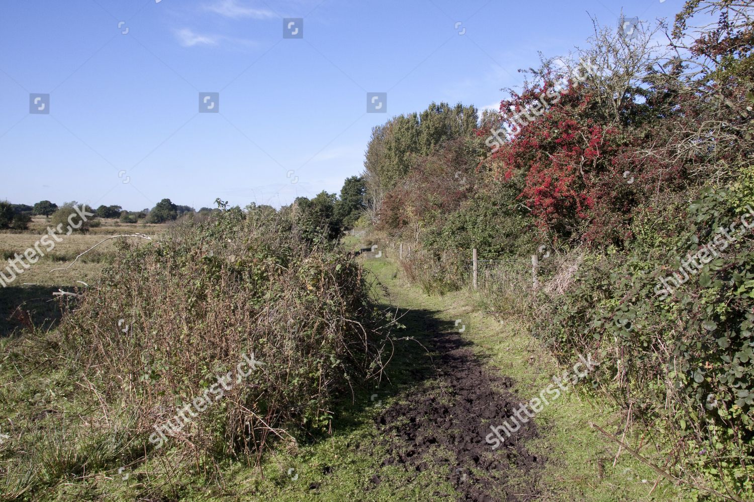 Footpath Through Darsham Marsh Marshland Habitat Editorial Stock Photo ...