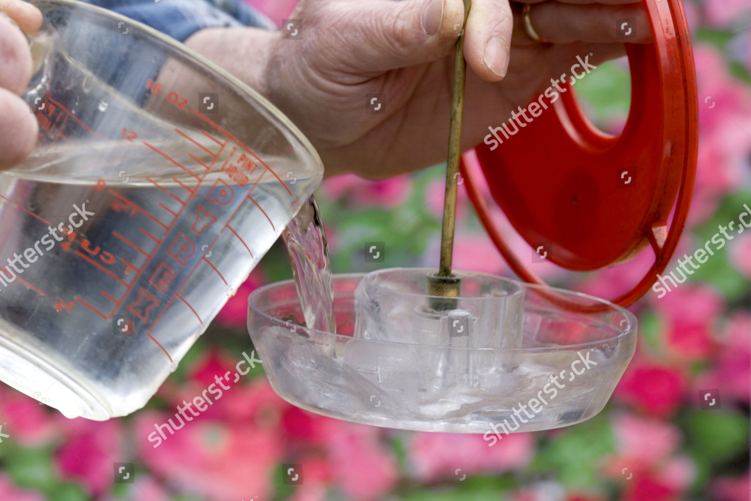 Filling Hummingbird Feeder Liquid Sugar Solution Editorial Stock Photo ...