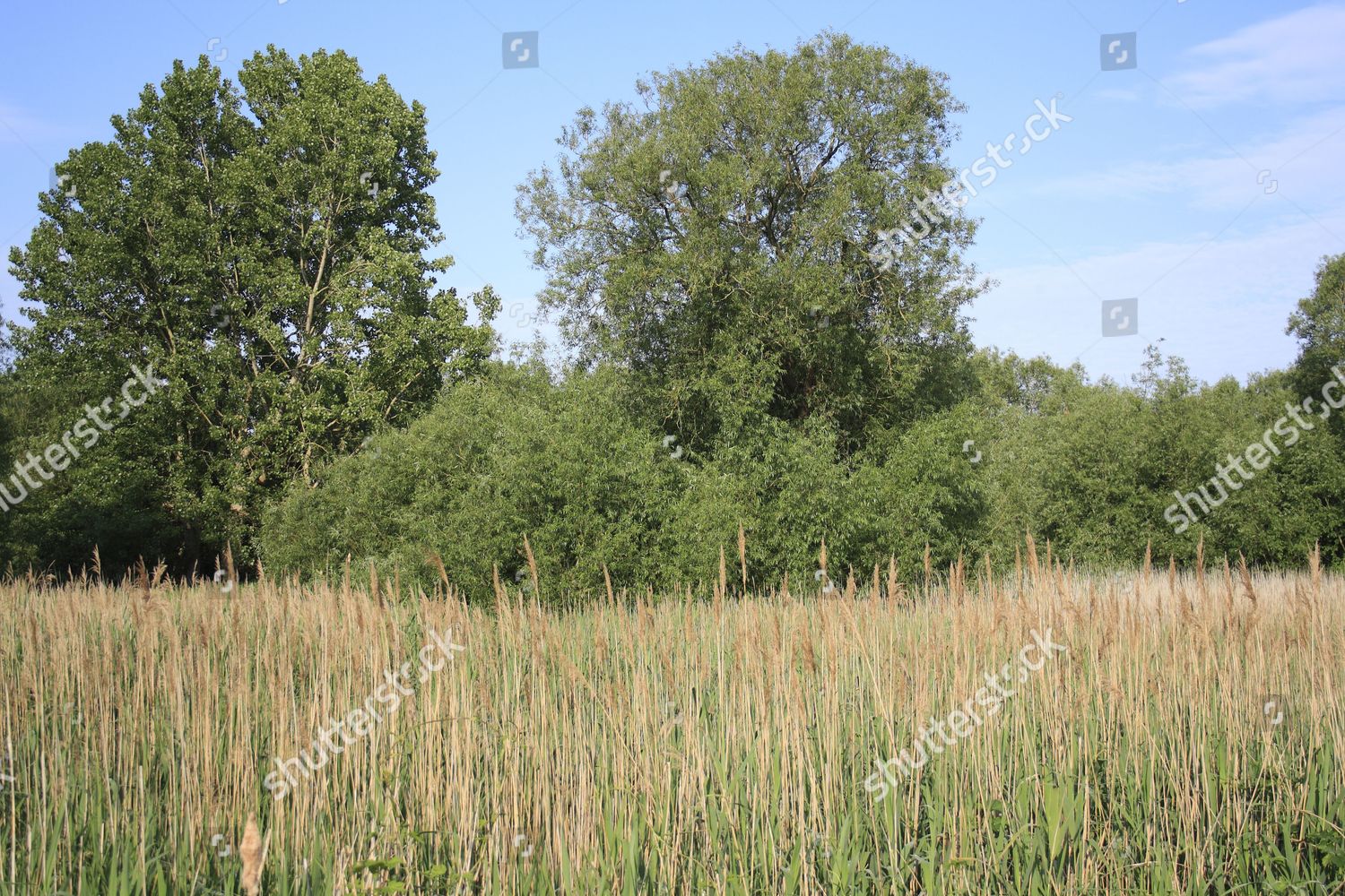 Reedbed Wet Woodland Habitat Little Ouse Editorial Stock Photo - Stock Image | Shutterstock