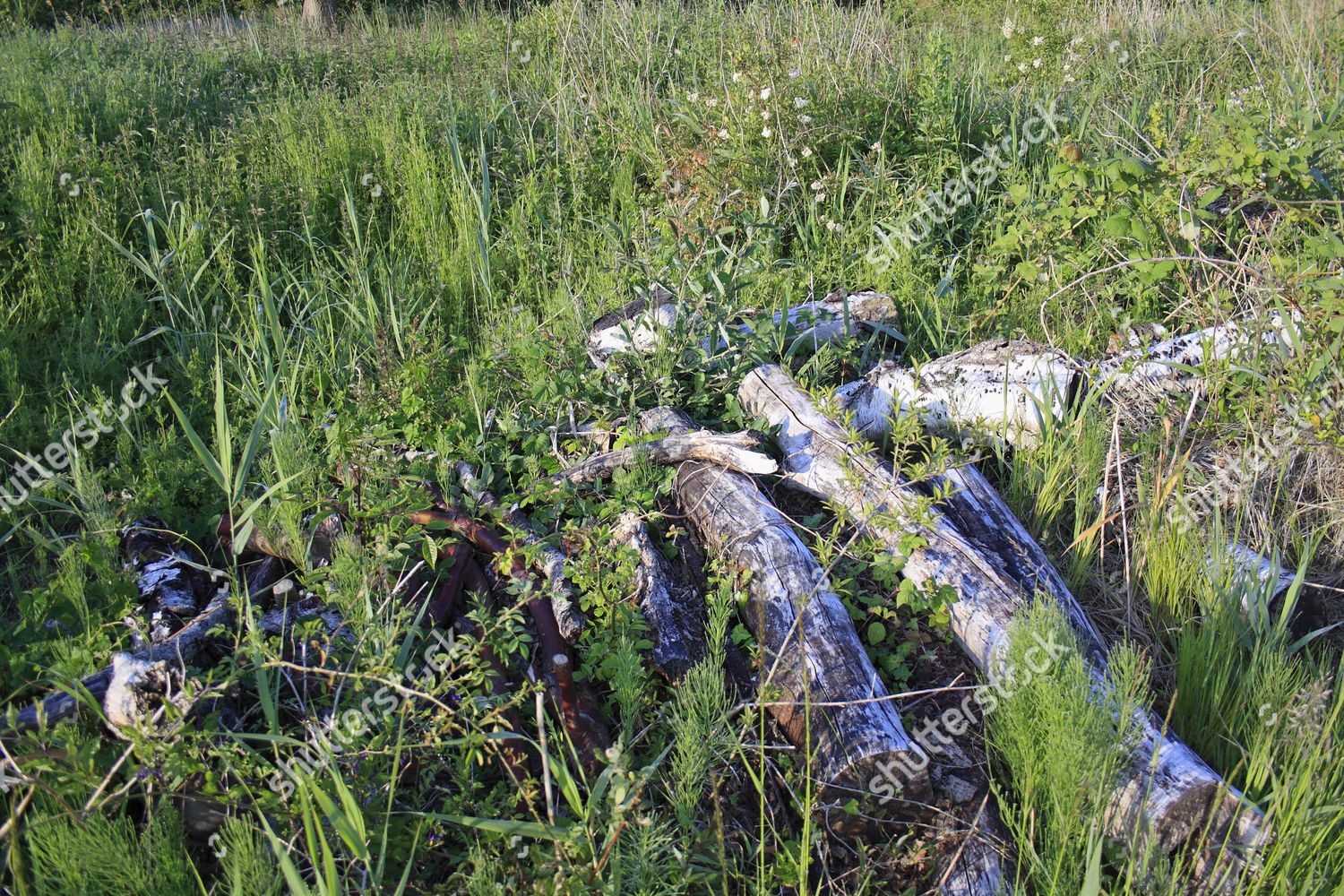 Log Pile Wildlife Habitat Valley Fen Editorial Stock Photo - Stock ...