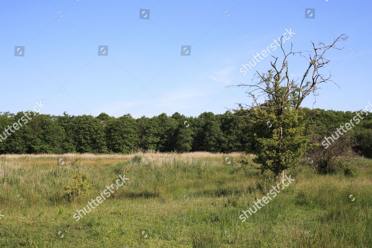 Valley Fen Reserve Habitat Common Hawthorn Editorial Stock Photo ...