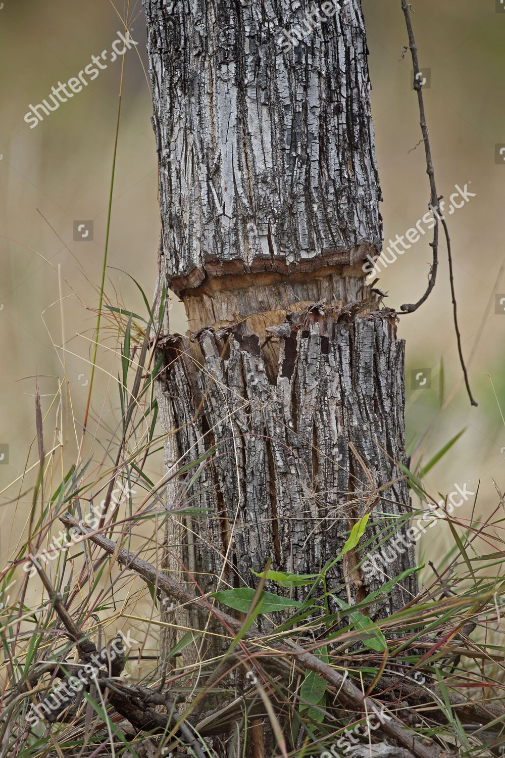 Ringbarking Tree Clear Forest Agriculture Prey Editorial Stock Photo ...