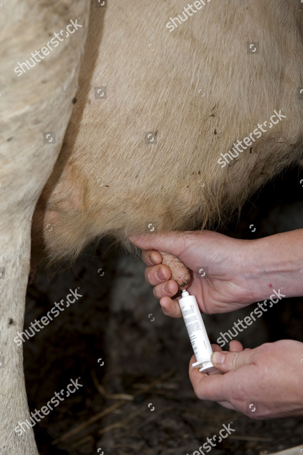 Cattle Farming Vet Administering Antibiotic Tube Editorial Stock Photo ...