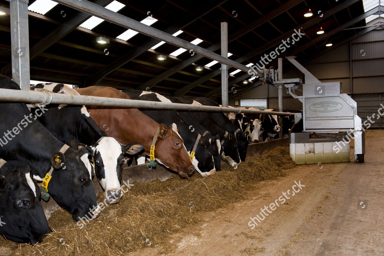 Robot Feeding Cattle Herd Dairy Shed Editorial Stock Photo - Stock ...