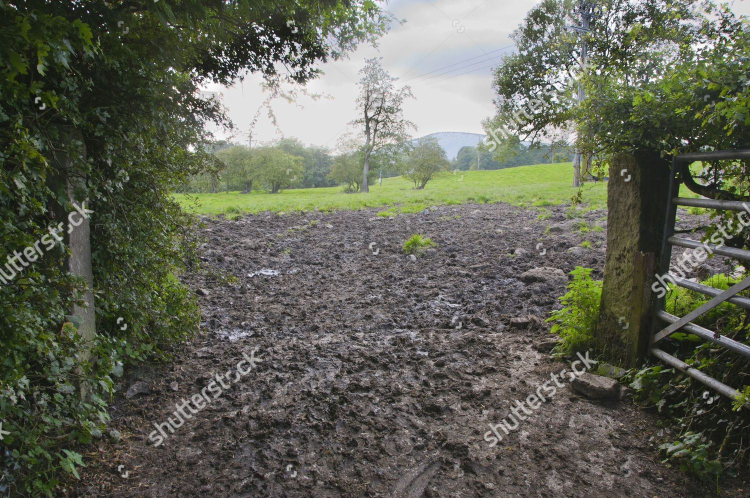 Poaching By Dairy Cows Field Gateway Editorial Stock Photo - Stock ...