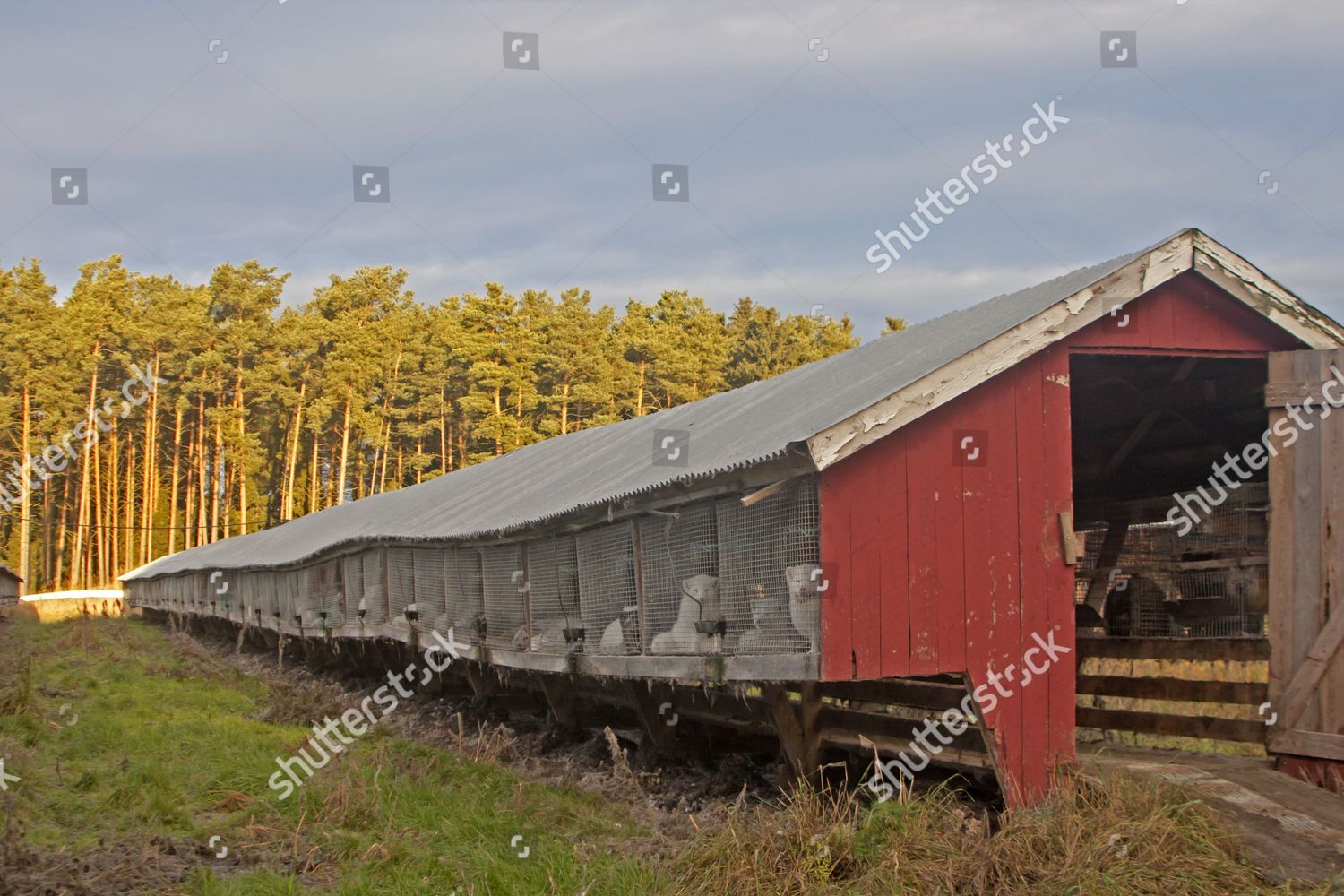 Fox Farming Arctic Foxes Alopex Lagopus Editorial Stock Photo - Stock ...