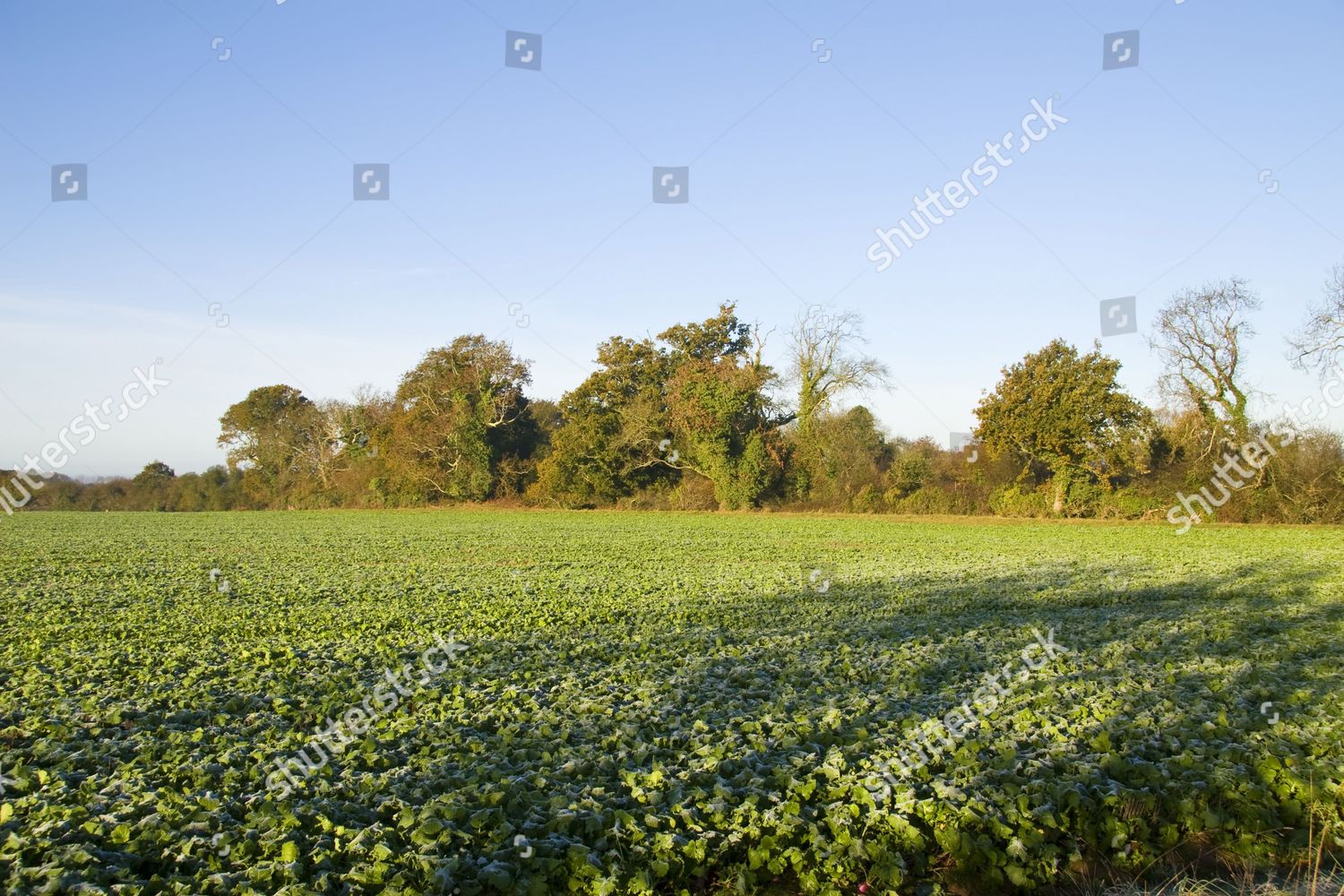Turnip Brassica Rapa Var Rapa Fodder Editorial Stock Photo - Stock ...