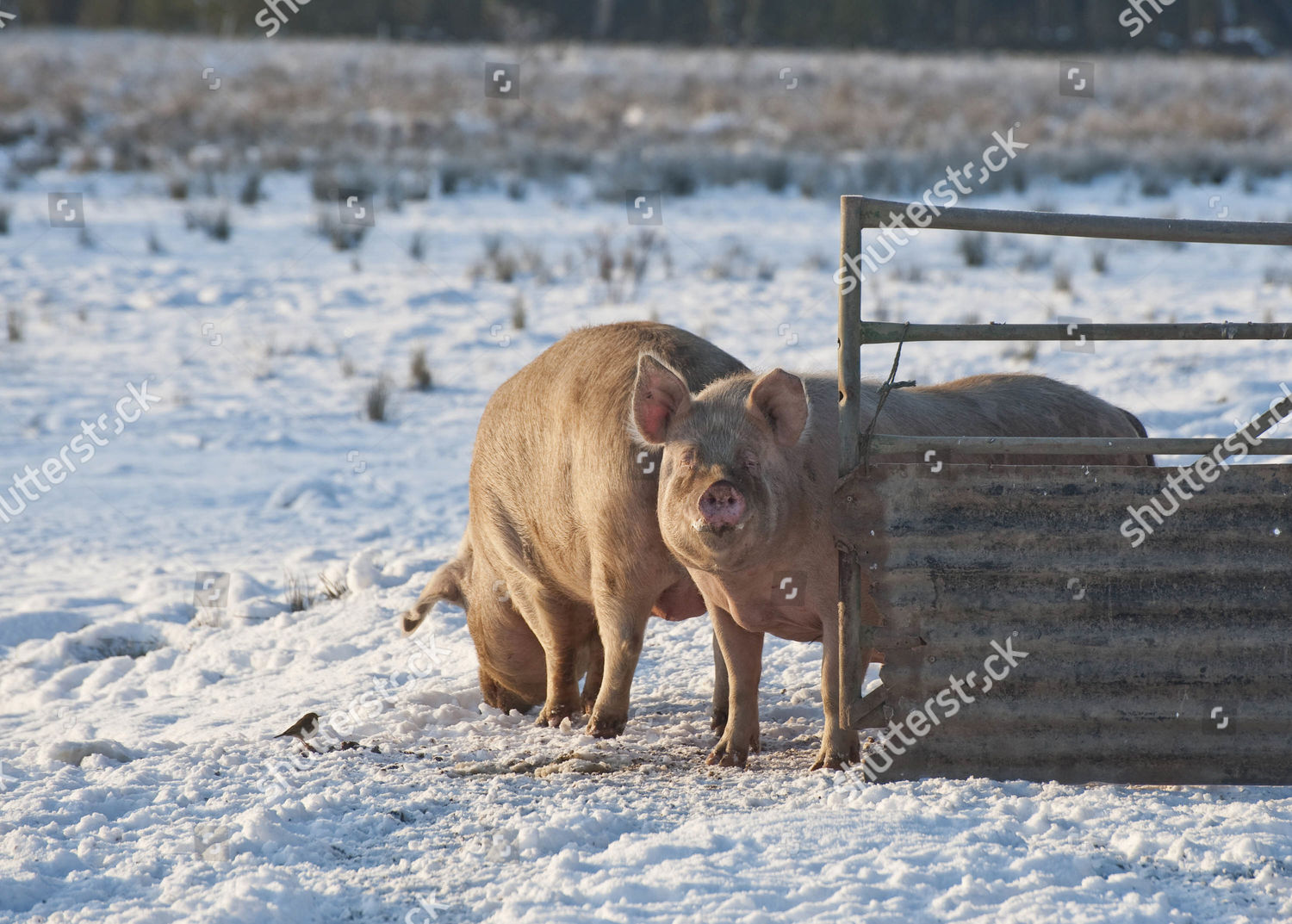 Pig Farming Outdoor Pigs Standing Beside Editorial Stock Photo - Stock ...