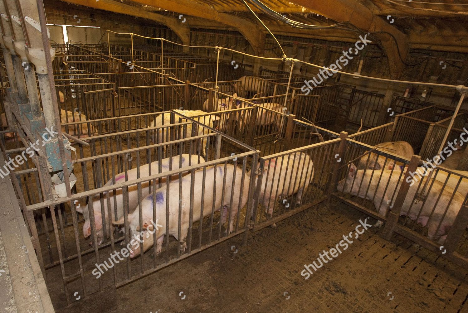 Pig Farming Sows Sow Housing Concrete Editorial Stock Photo - Stock ...