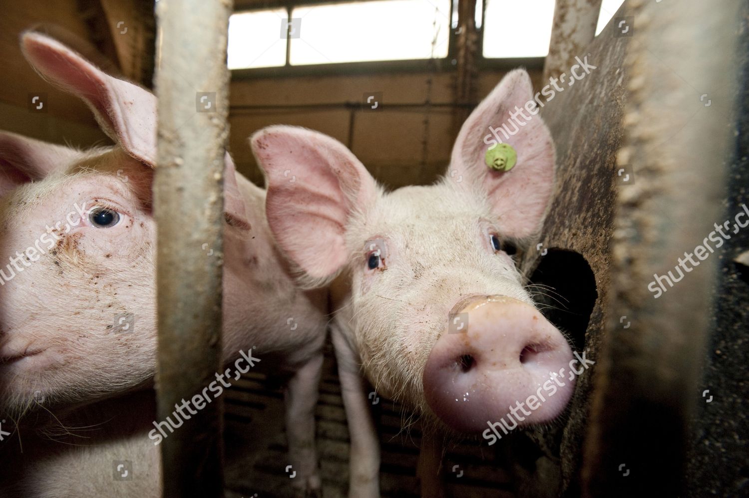 Pig Farming Grower Pigs Pen Feeder Editorial Stock Photo - Stock Image ...