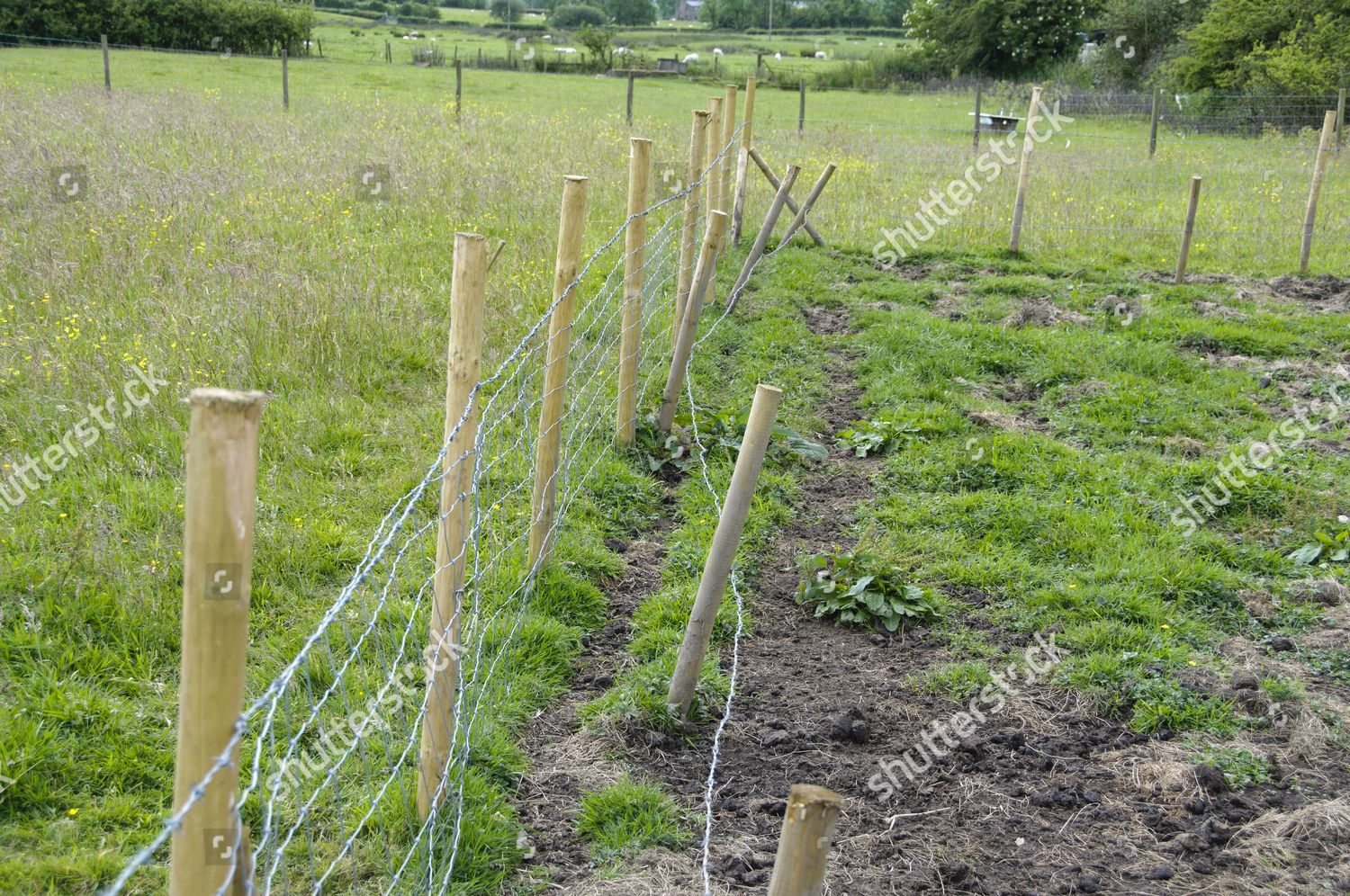 Pig Farming Pig Paddock Beside Grass Editorial Stock Photo - Stock ...