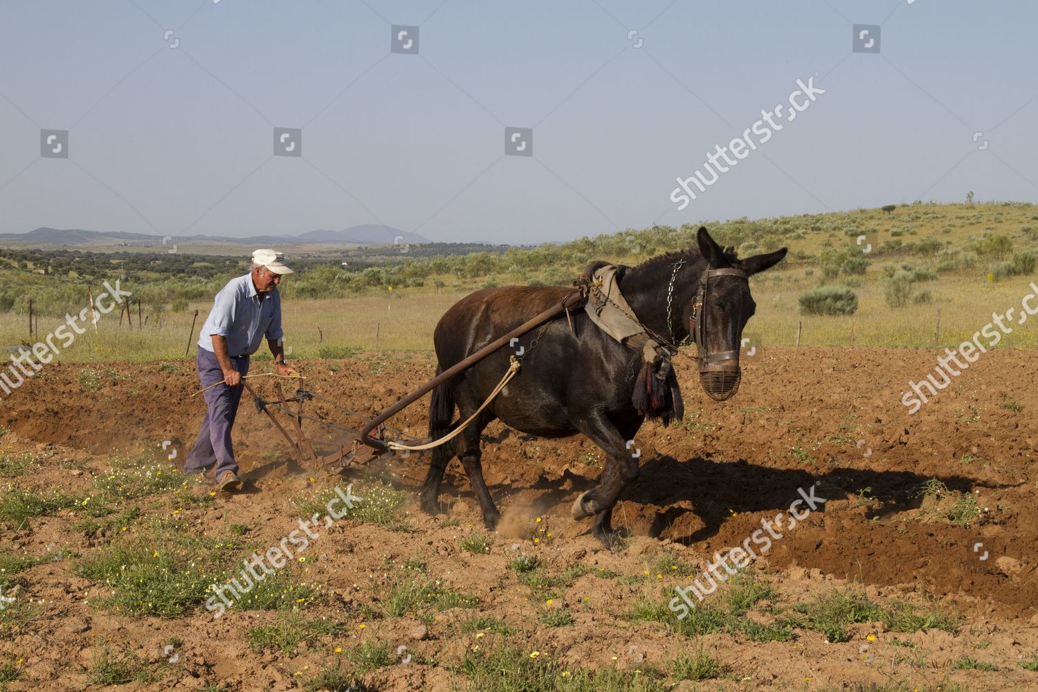 Farmer Mule Pulling Plough Ploughing Field Editorial Stock Photo ...