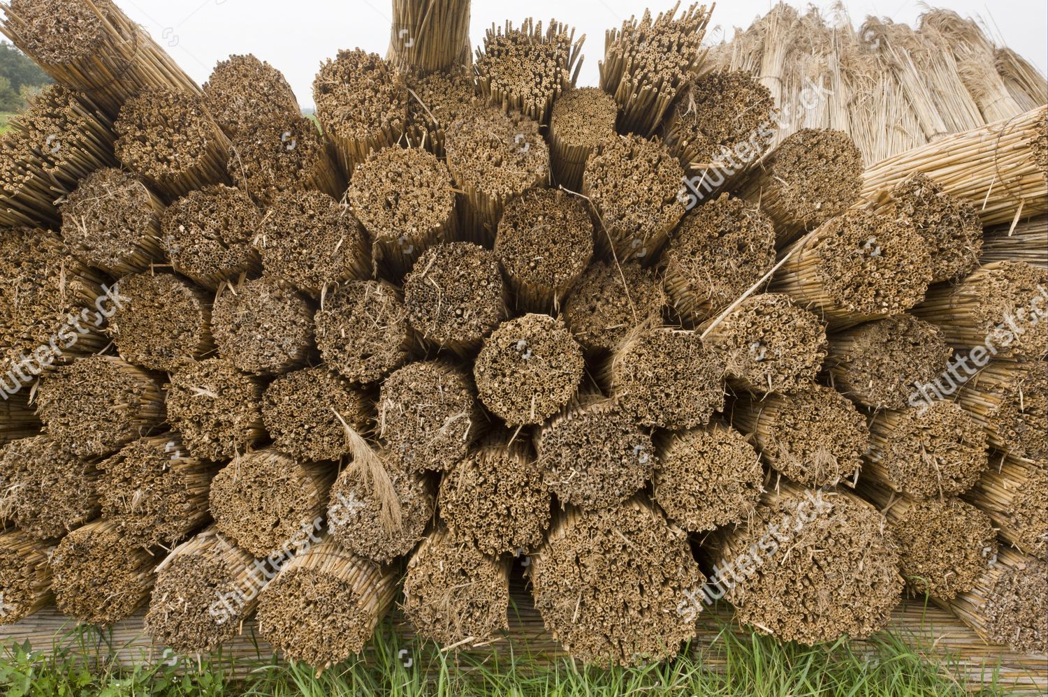 Reed Cutting Bundles Cut Reed Reedcutters Editorial Stock Photo - Stock ...