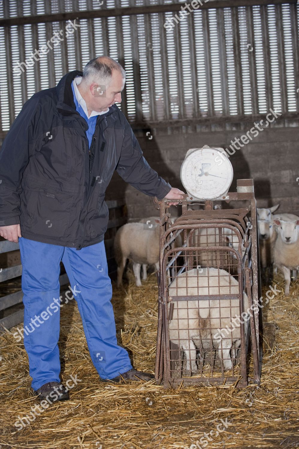 Sheep Farming Farmer Weighing Beltex Lambs Editorial Stock Photo ...
