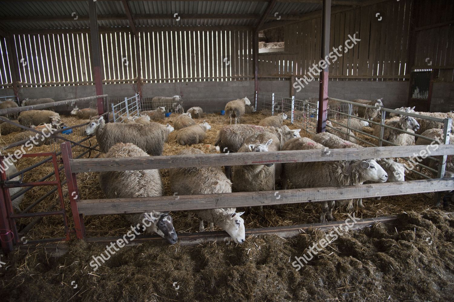 Sheep Farming Texel Cross Mule Ewes Editorial Stock Photo - Stock Image ...