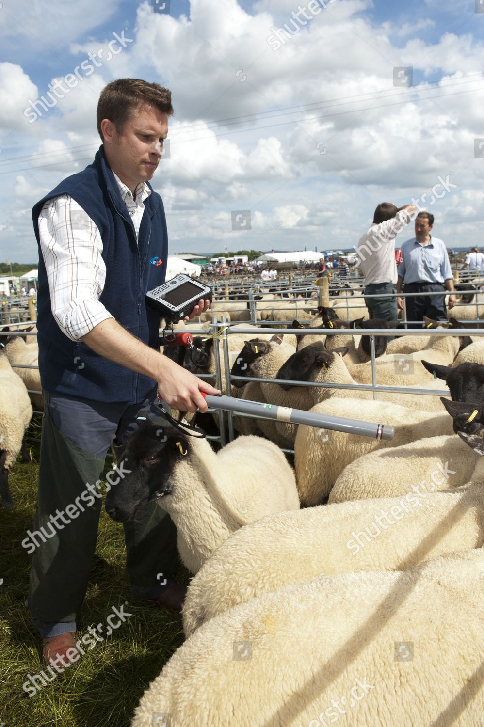 Sheep Farming Stockman Checking Sheep Electronic Editorial Stock Photo ...