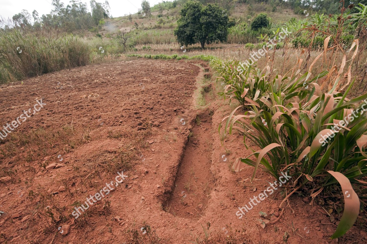 Ditches Dug Hillside Field Help Collect Editorial Stock Photo - Stock ...