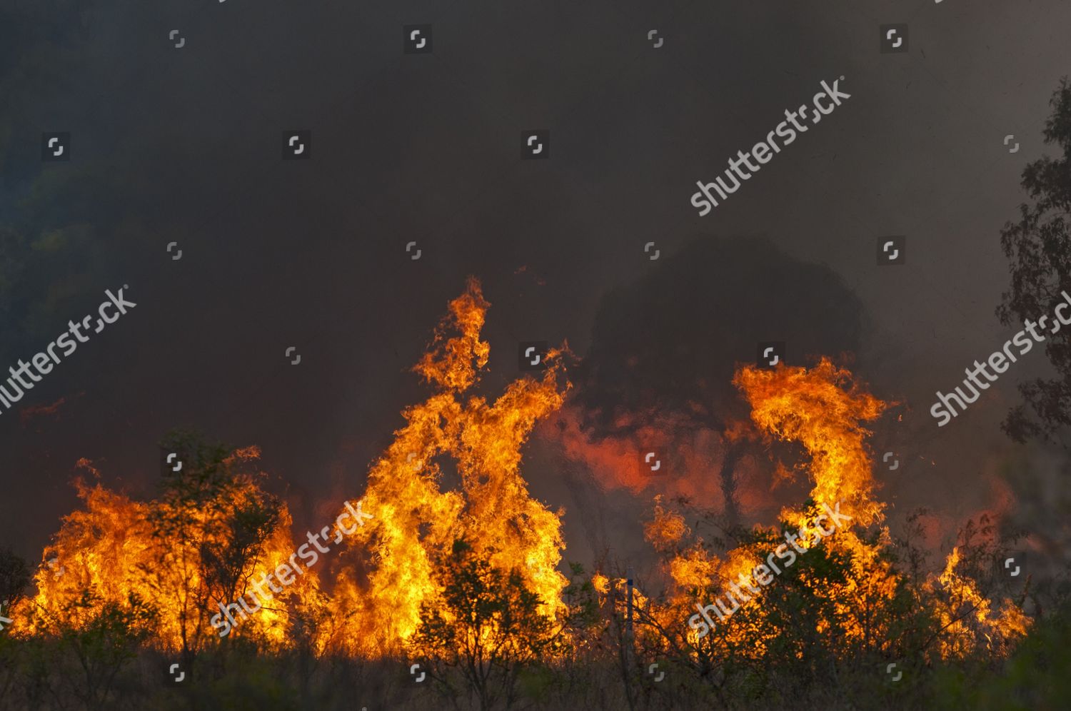 Flames Burning Bush Fire Near Charters Editorial Stock Photo - Stock ...