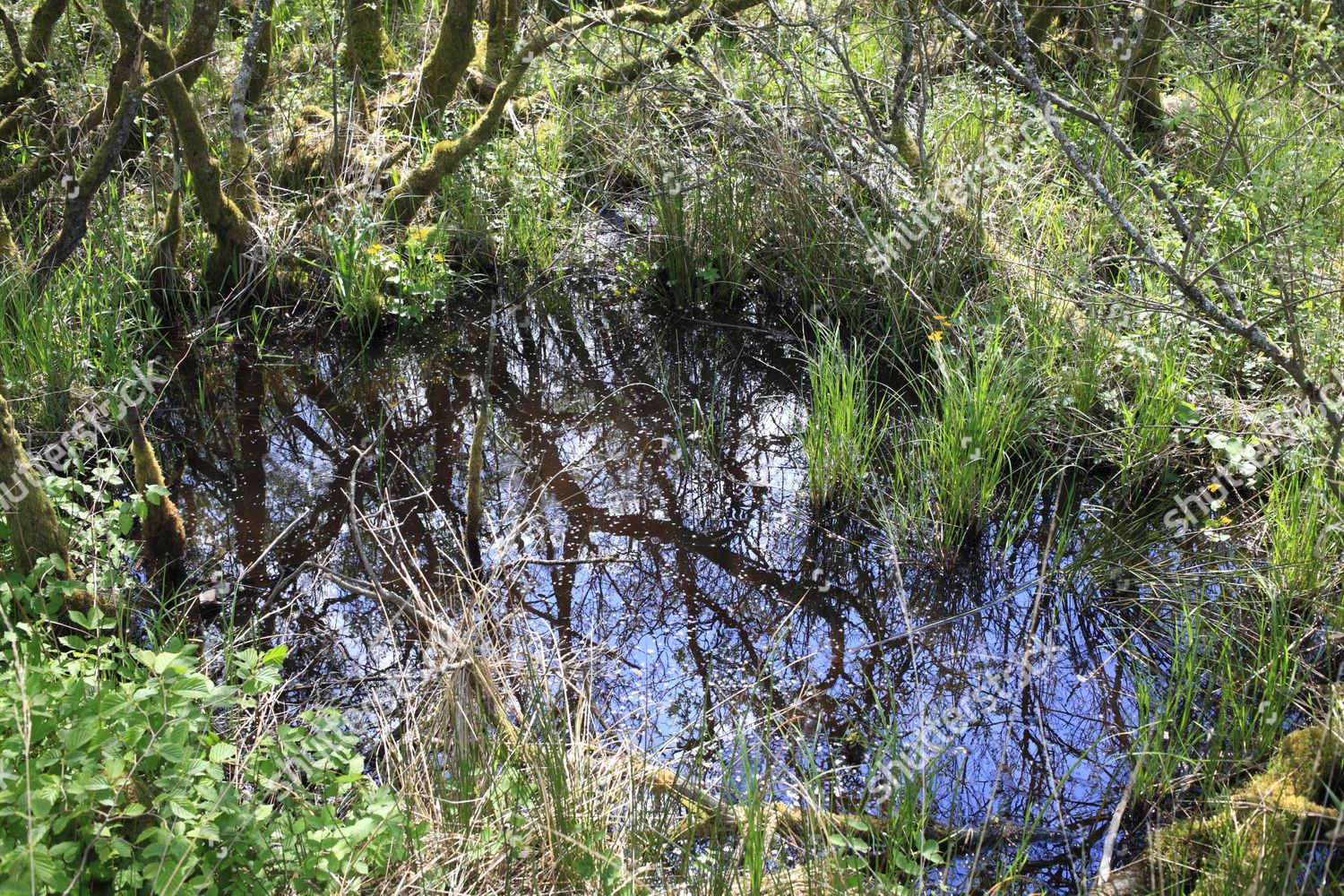 Pool Boggy Area Willows Sedges Marsh Editorial Stock Photo - Stock ...
