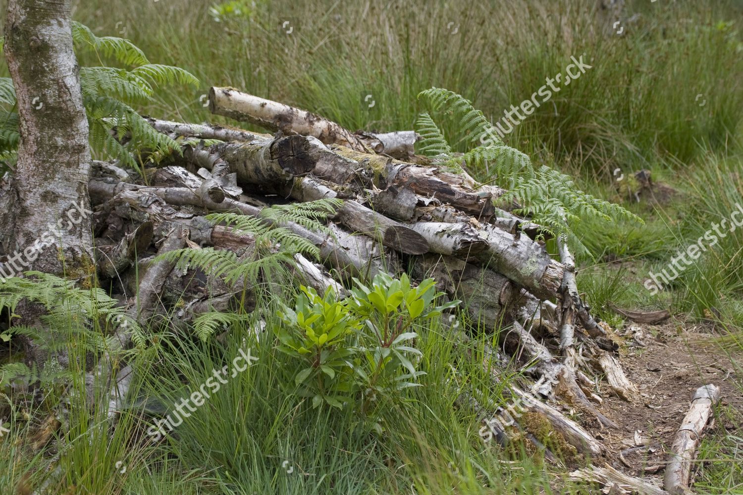 Stack Logs Woodland Clearing Used Wildlife Editorial Stock Photo ...