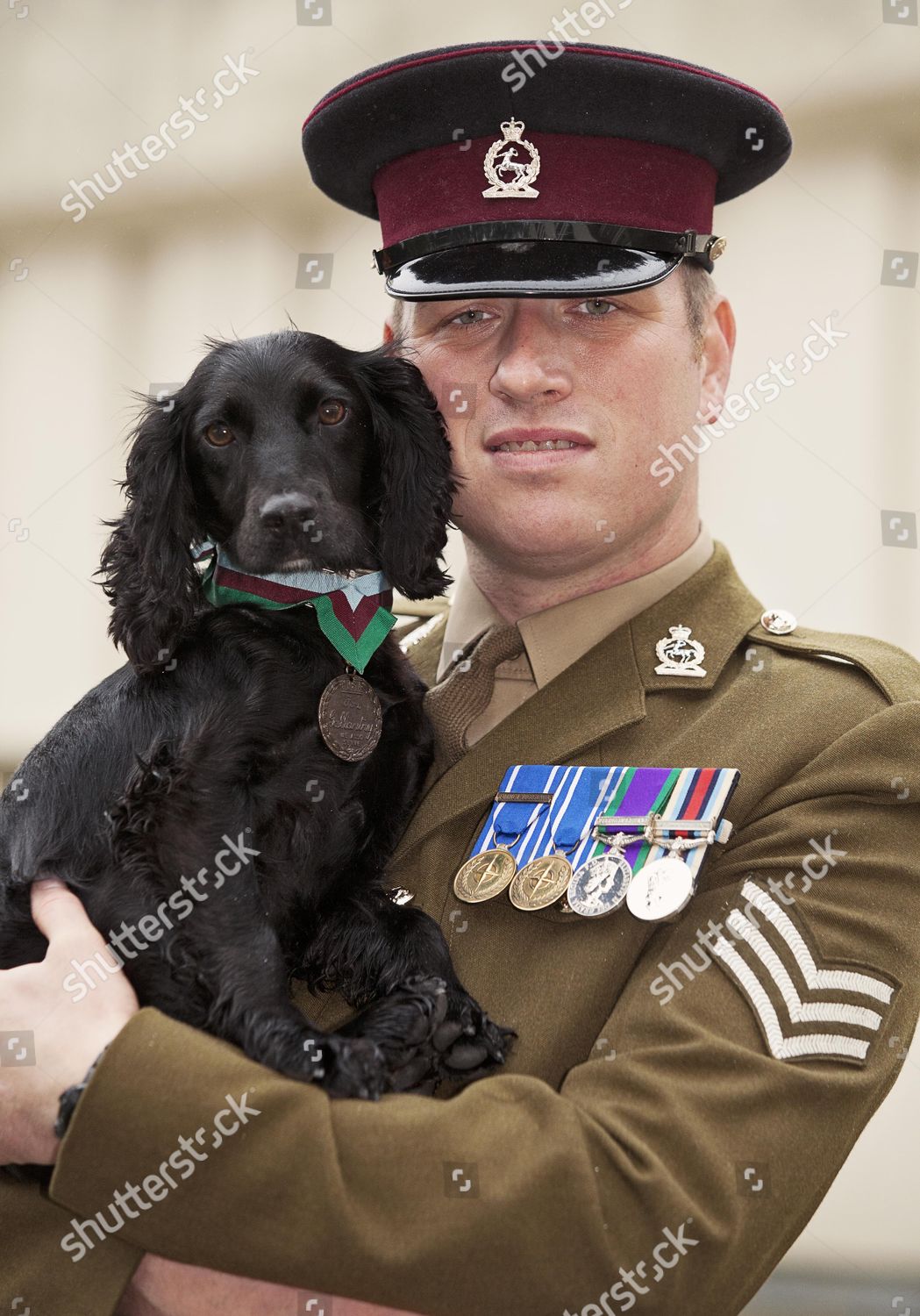 Grace Cocker Spaniel Presented Dickin Medal Editorial Stock Photo ...