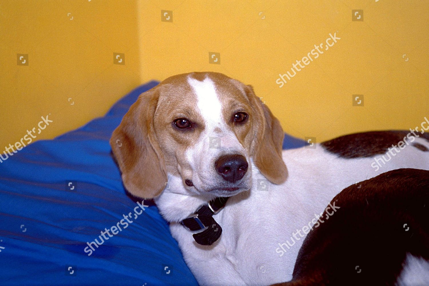Allegedly One Beagle Dogs Kidnapped By Editorial Stock Photo - Stock ...