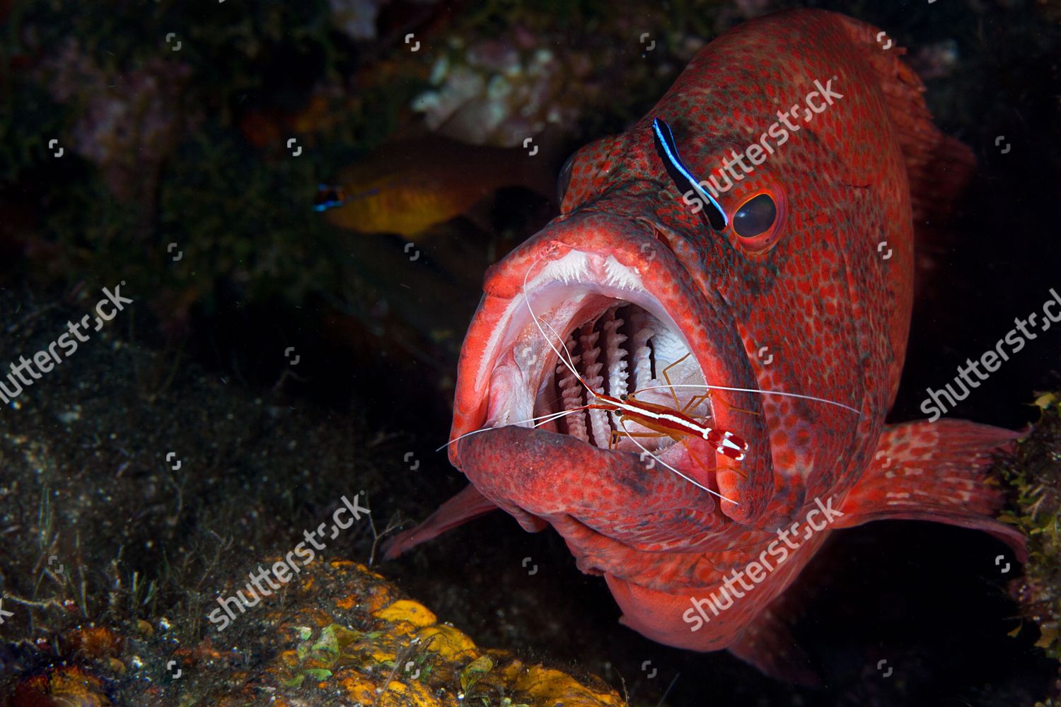 Orange Shrimp Cleaning Mouth Grouper Fish Editorial Stock Photo - Stock ...