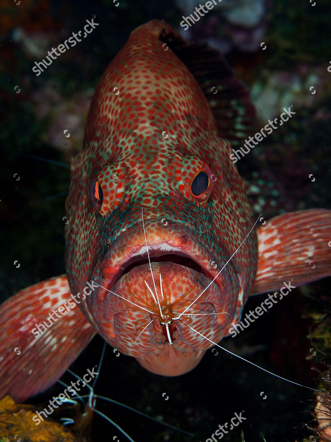 Orange Shrimp Cleaning Mouth Grouper Fish Editorial Stock Photo - Stock ...