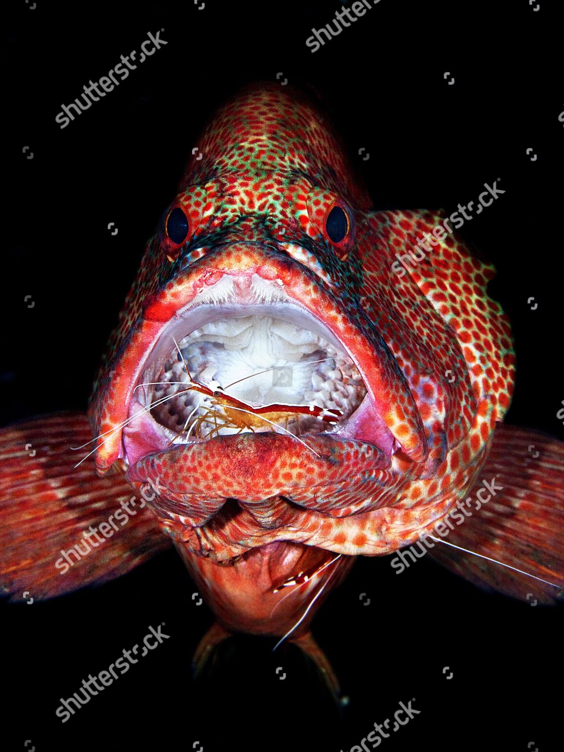Orange Shrimp Cleaning Mouth Grouper Fish Editorial Stock Photo - Stock ...