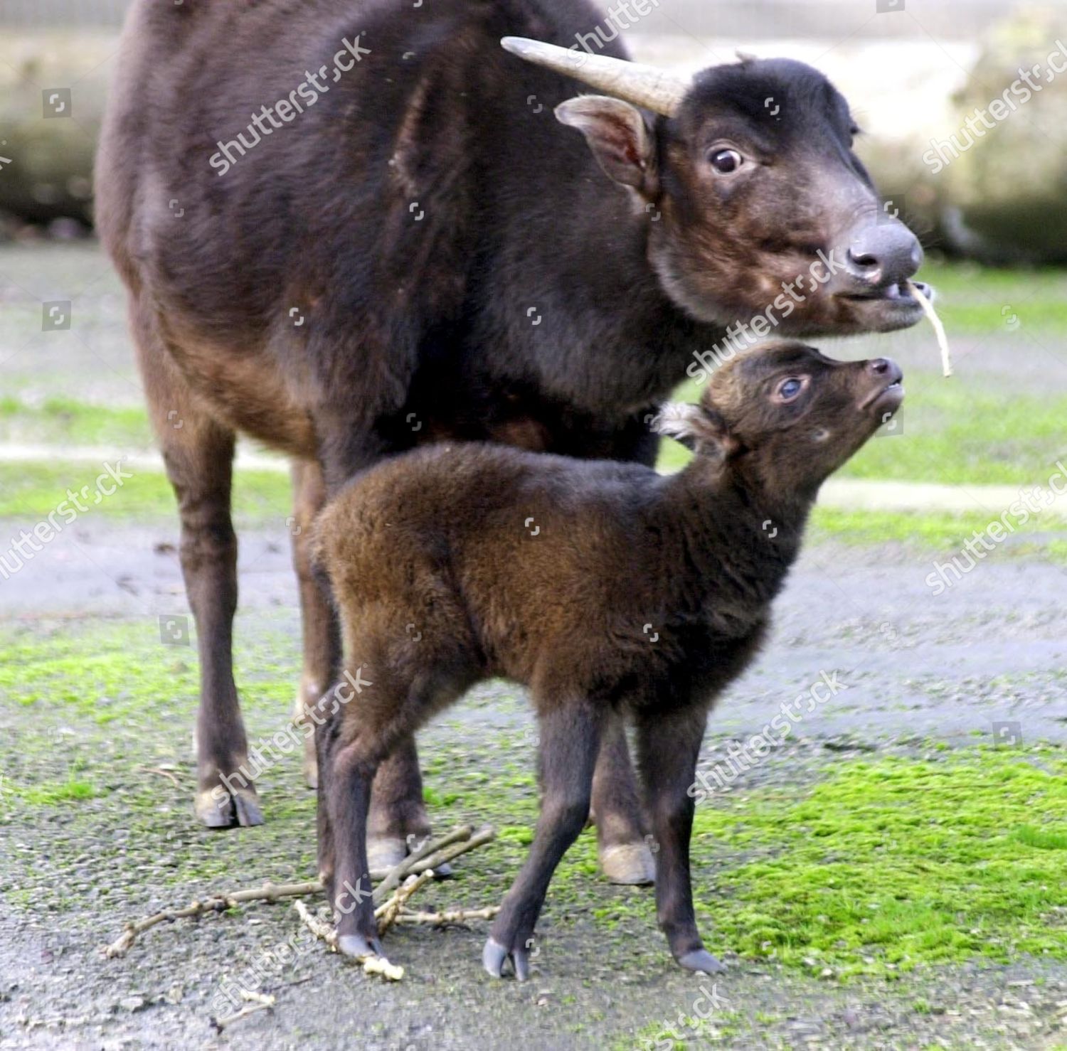 Chester Zoos Baby Anoa Called Widgit Editorial Stock Photo - Stock ...