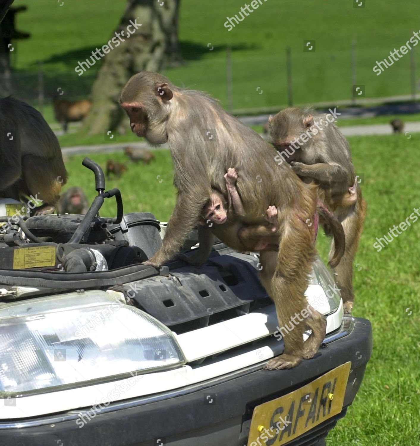 Longleat Monkeys Get Grips Engine Bay Editorial Stock Photo - Stock ...