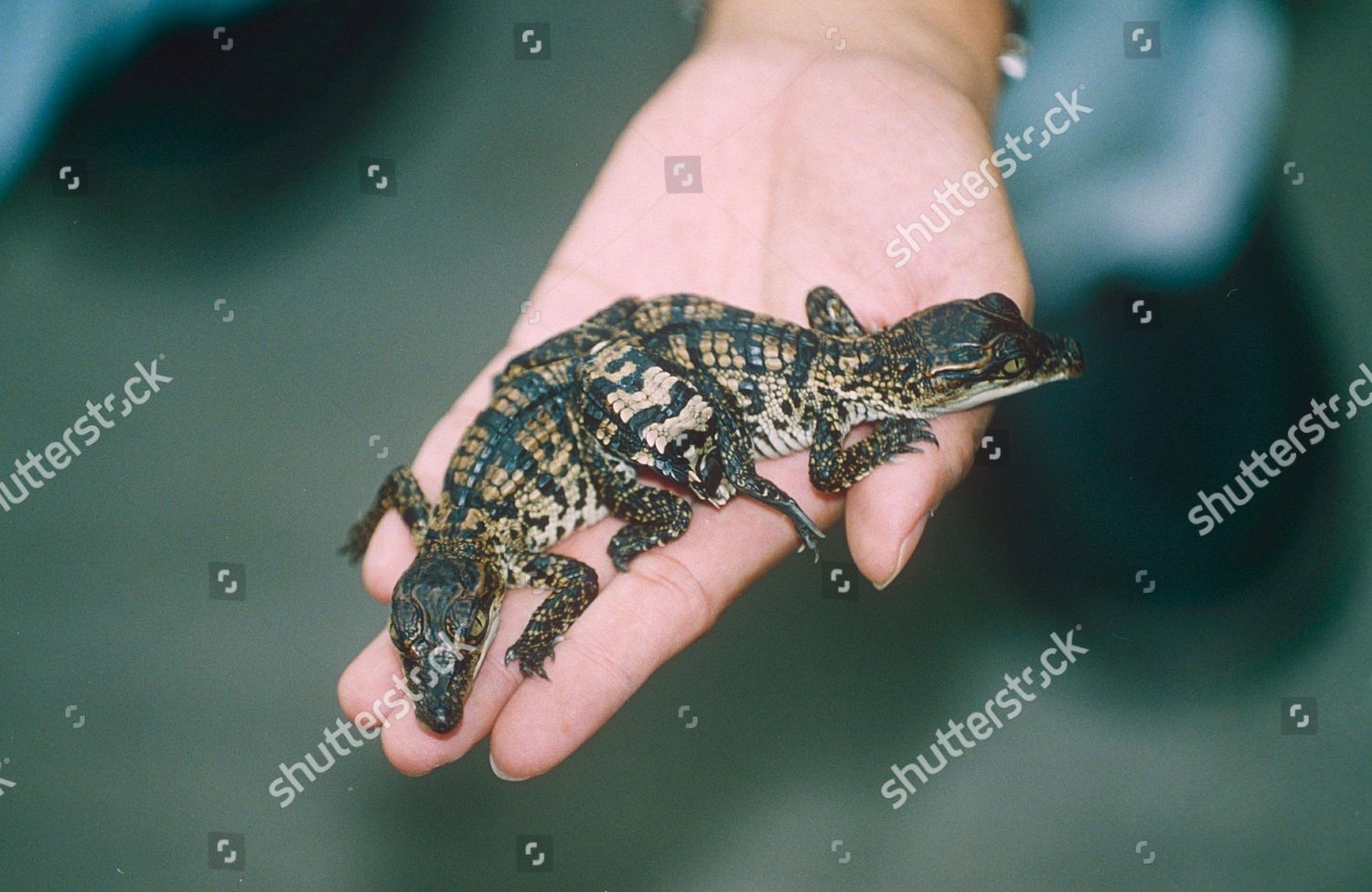 Crocodile Siamese Twins Editorial Stock Photo - Stock Image | Shutterstock