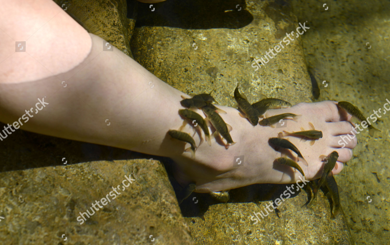 Garra Rufa Fish Outside Treatment Pool Editorial Stock Photo - Stock ...